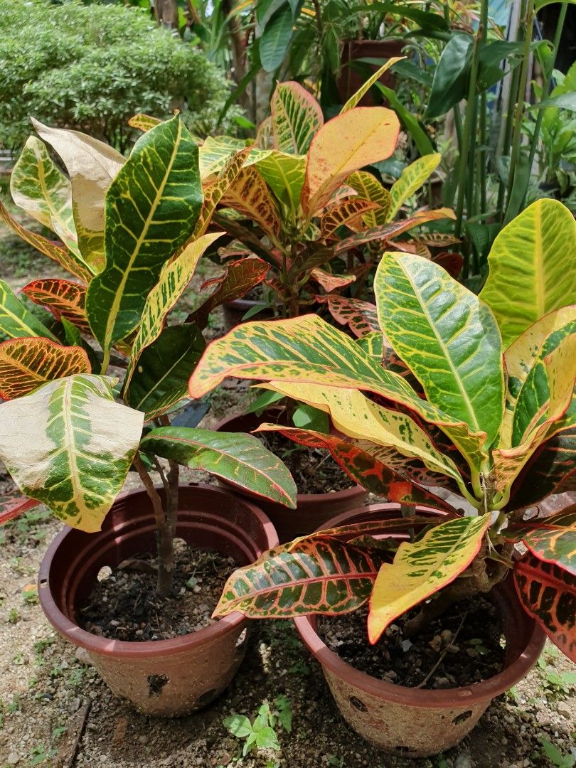 Daun Puding Thailand, Furniture & Home Living, Gardening, Pots ...