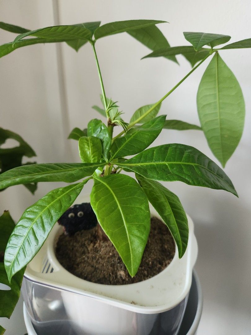 Feng Shui Fa Cai plant with 15cm self watering pot, Furniture & Home ...