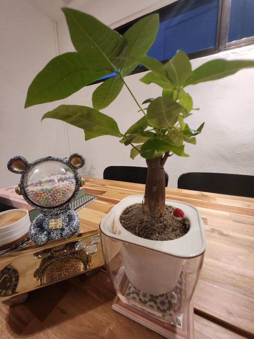 Feng Shui Fa Cai plant with self watering pot, Furniture & Home Living ...