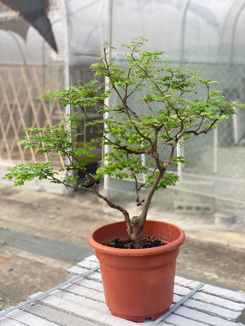 Large leopard trees for bonsai, Furniture & Home Living, Gardening ...