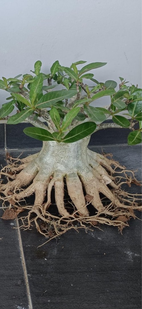 Large rare Adenium arabicum , Furniture & Home Living, Gardening ...