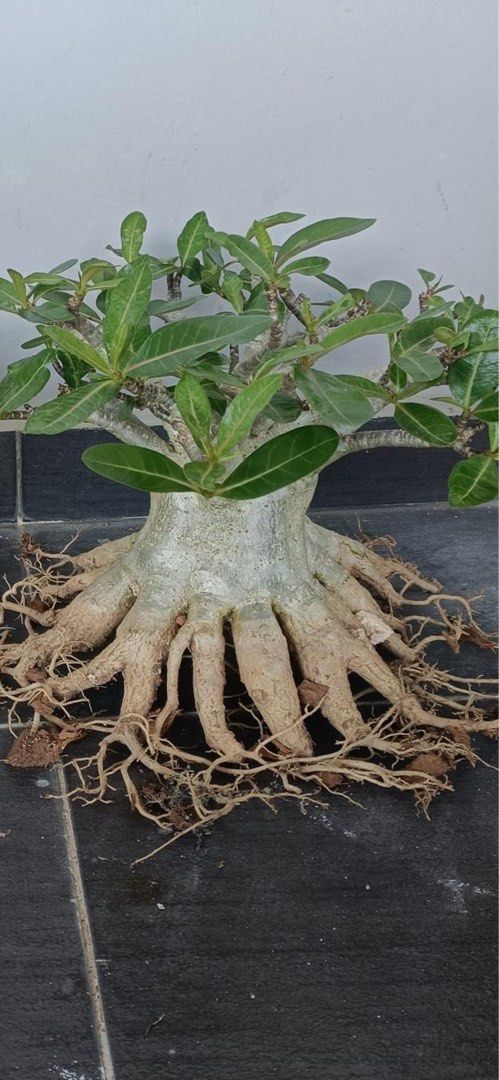 Large rare Adenium arabicum , Furniture & Home Living, Gardening ...