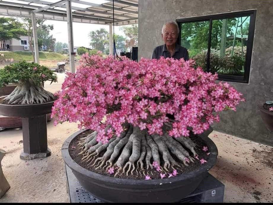 Large rare Adenium arabicum , Furniture & Home Living, Gardening ...