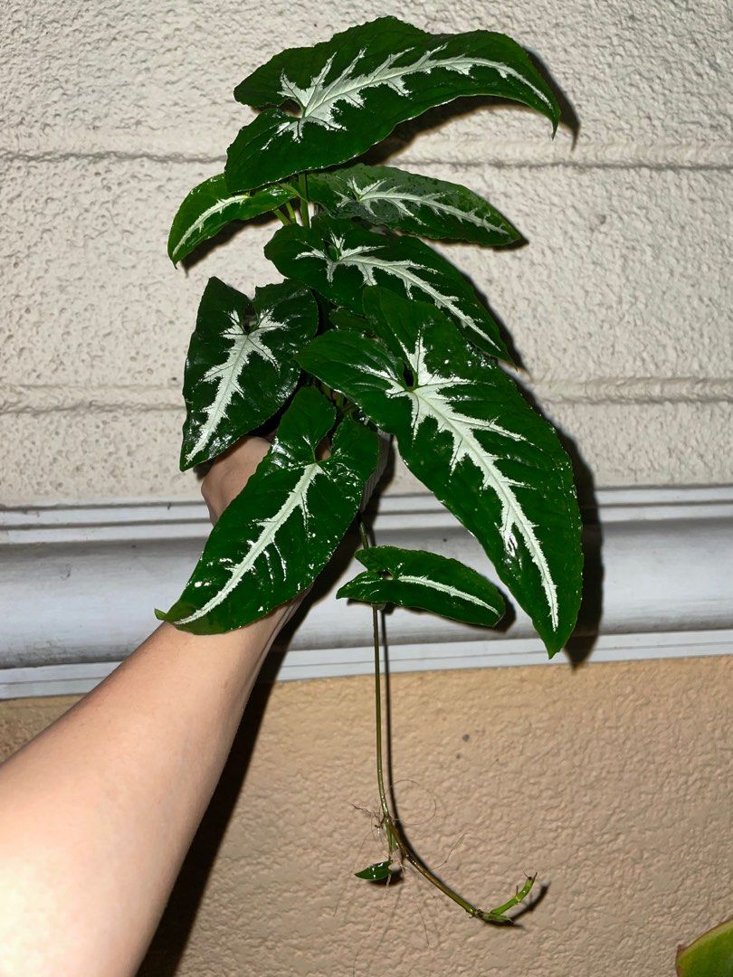 Lush Potted Trailing Wendlandii Syngonium FOR SALE, Furniture & Home ...