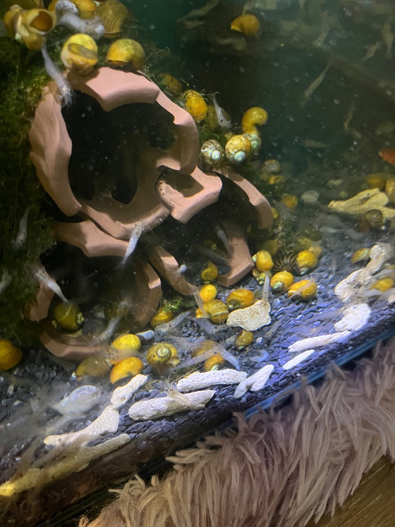 Mini Apple Snails / Feeder Snails / Feeder Ghost Shrimps, Pet Supplies ...