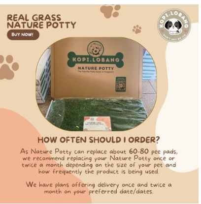 REAL GRASS NATURE POTTY ★ Pet Potty Grass ★ SG Stock ★ Kopi Lobang The ...