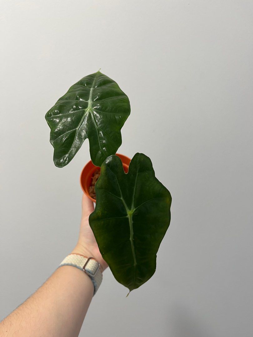 Alocasia Amazonica small size in 8cm pot, Furniture & Home Living ...