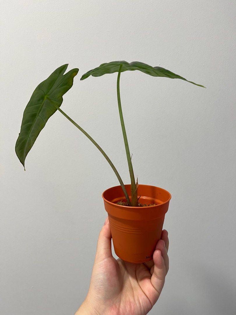 Alocasia Amazonica small size in 8cm pot, Furniture & Home Living ...