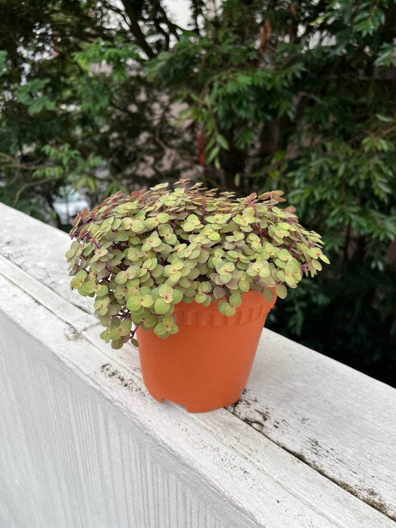 Callisia Repens, Turtle Vine, Furniture & Home Living, Gardening ...