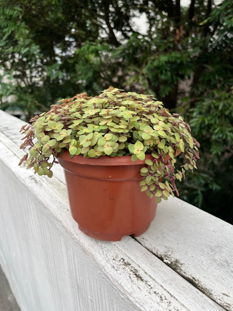 Callisia Repens, Turtle Vine, Furniture & Home Living, Gardening ...