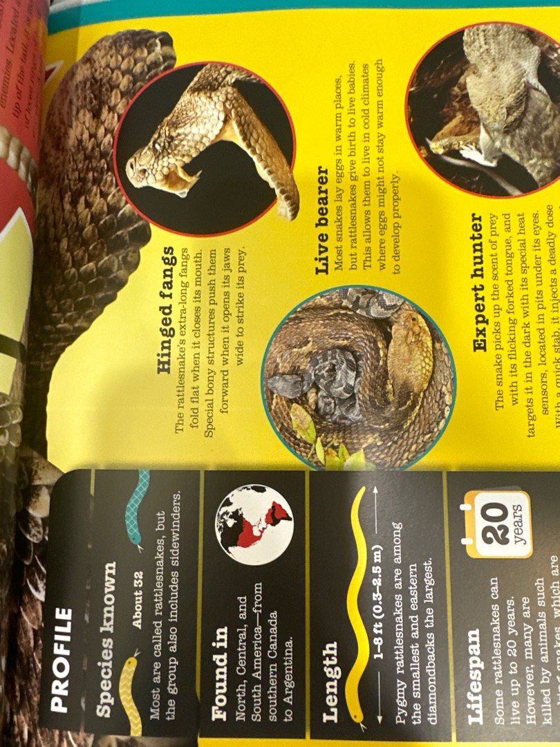 Everything you need to know about snake (DK), Hobbies & Toys, Books ...