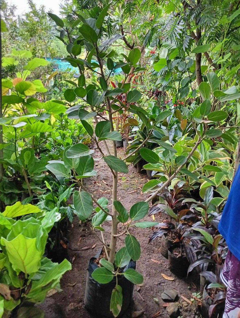 Ficus Benghalensis/Bangyan/Audrey, Furniture & Home Living, Gardening ...