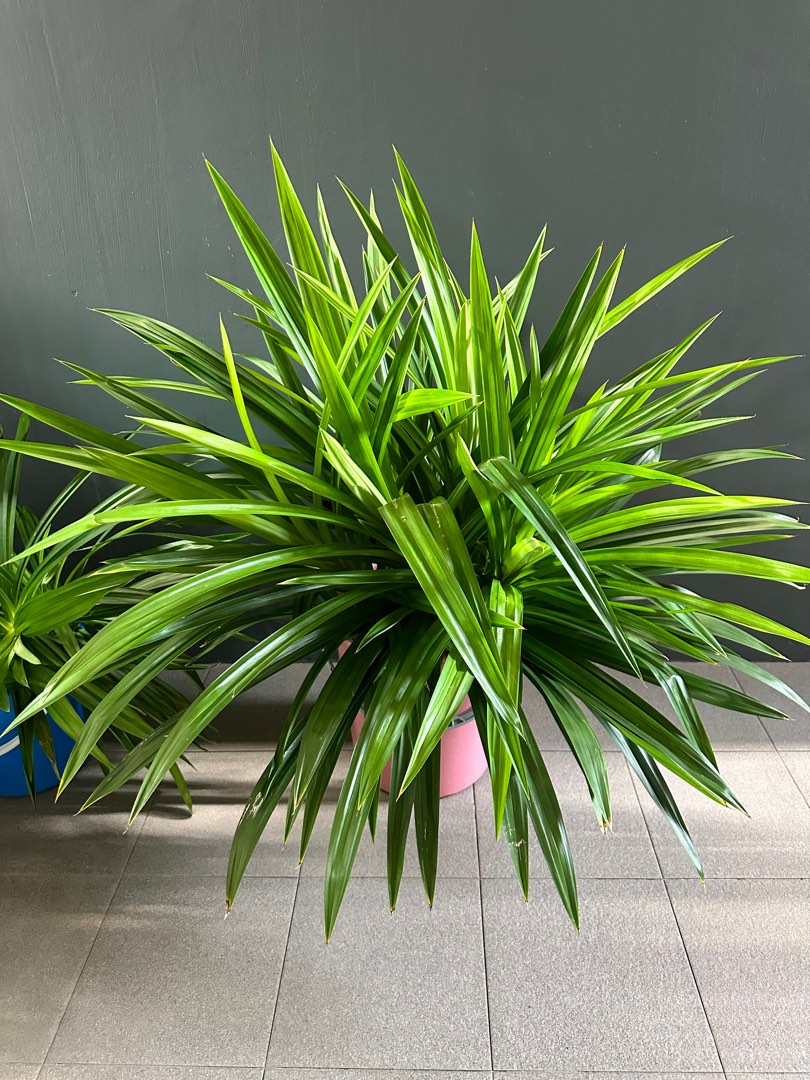 FOC Organic Pandan Plant, Furniture & Home Living, Gardening, Plants ...