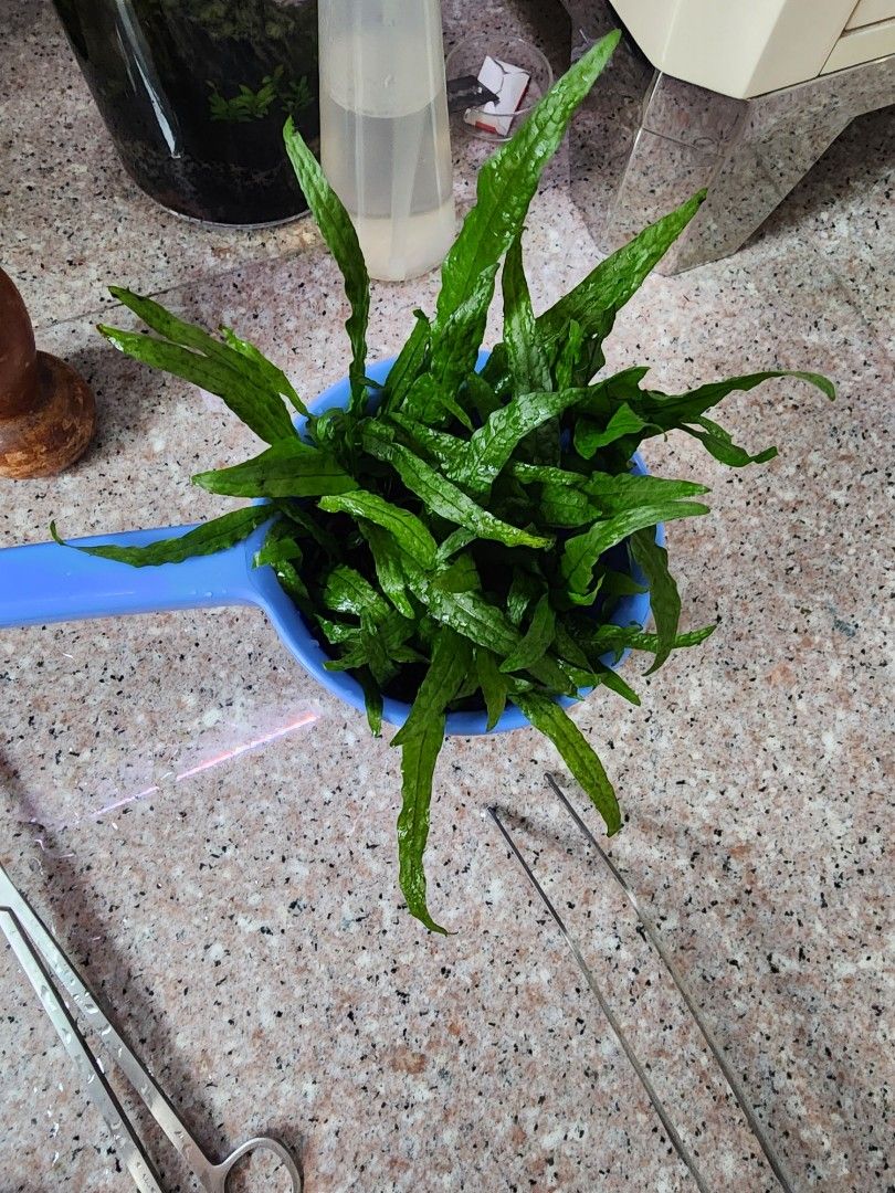 JAVA FERN PHILIPPINE, Furniture & Home Living, Gardening, Plants ...