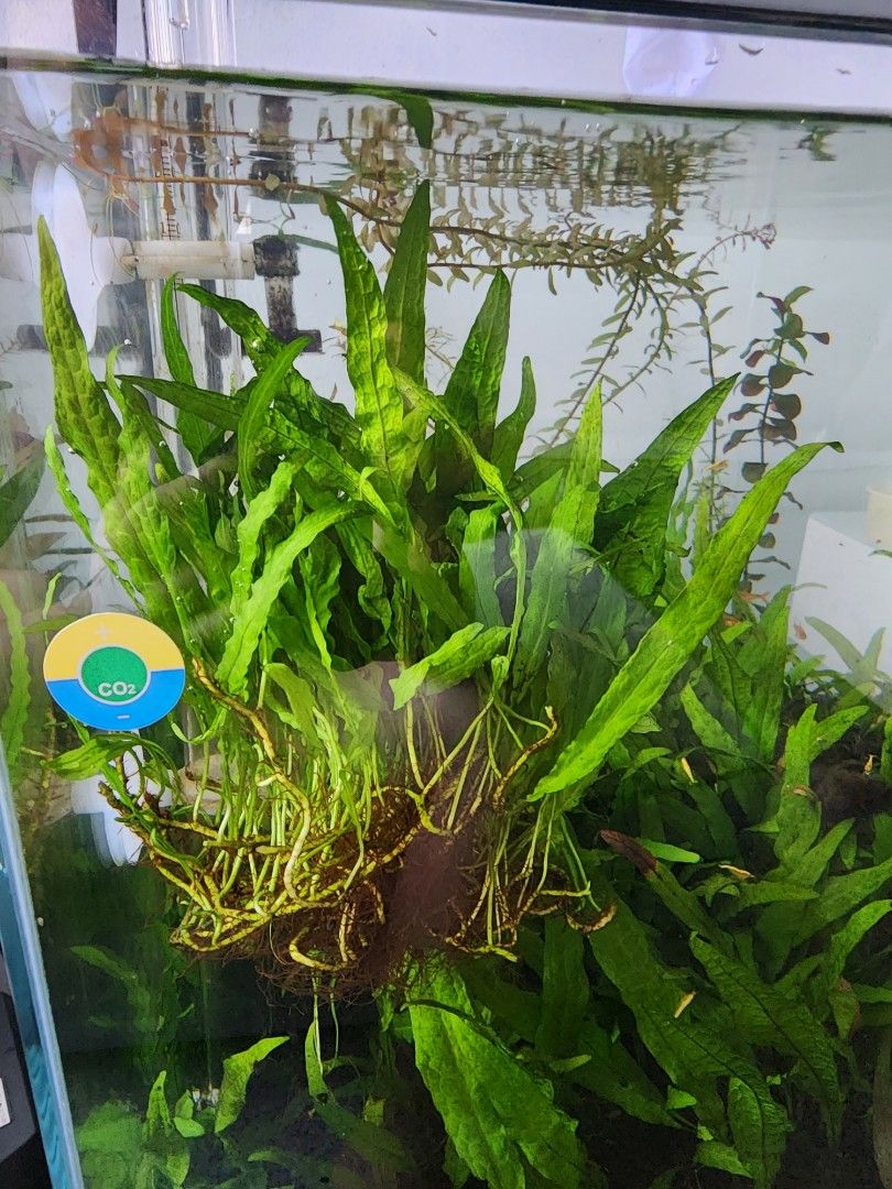 JAVA FERN PHILIPPINE, Furniture & Home Living, Gardening, Plants ...