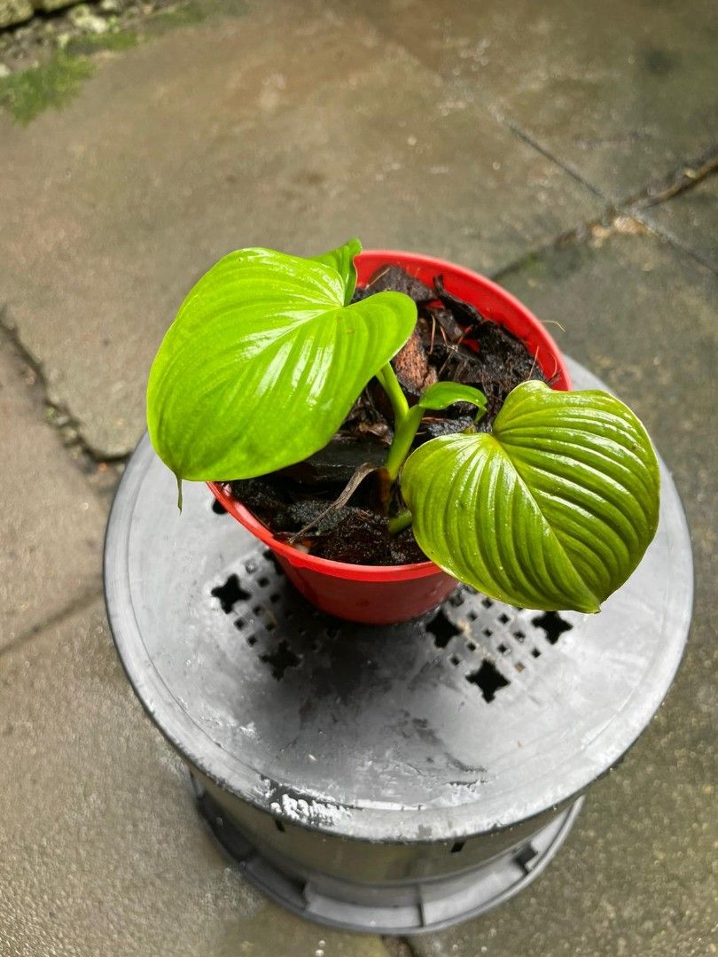 Philodendron Fibraecataphyllum, Furniture & Home Living, Gardening ...