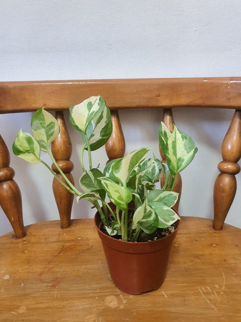 Pothos Njoy Snow Queen Marble Neon Lush Established Trailing on Carousell