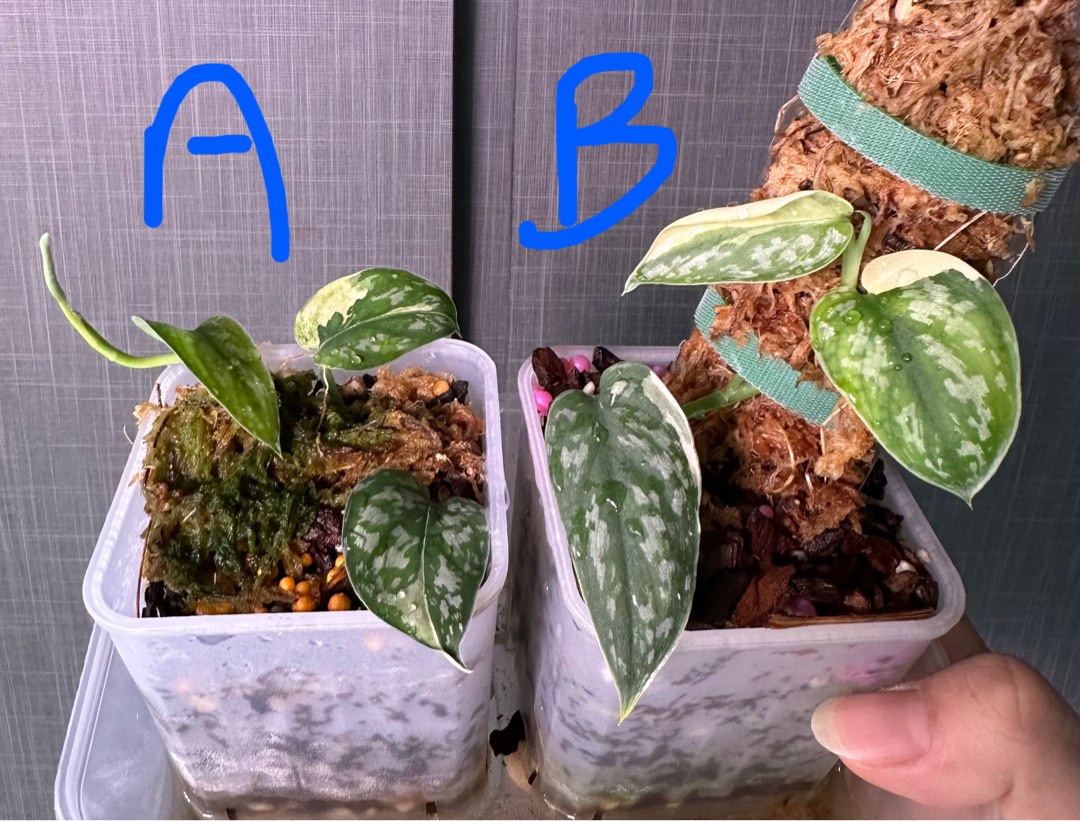 Scindapsus Mayari, Furniture & Home Living, Gardening, Plants & Seeds ...