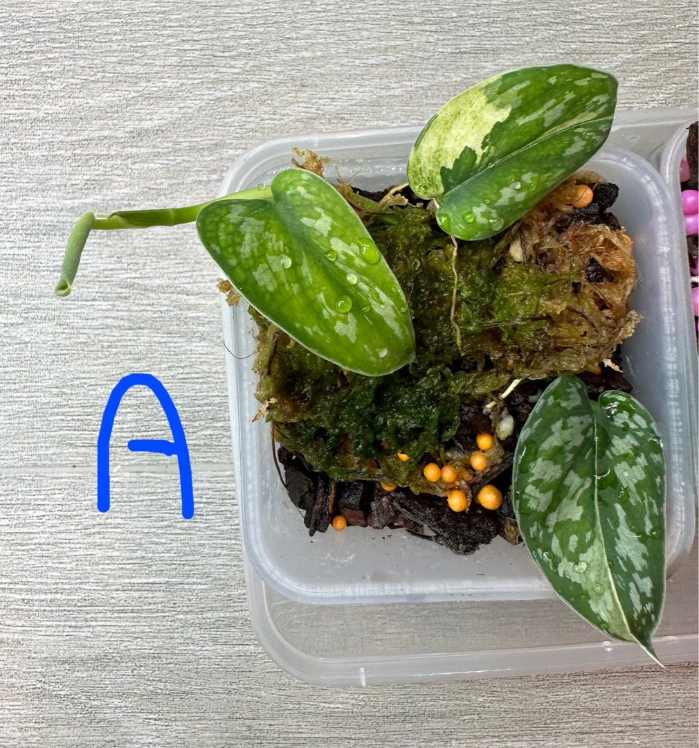 Scindapsus Mayari, Furniture & Home Living, Gardening, Plants & Seeds ...