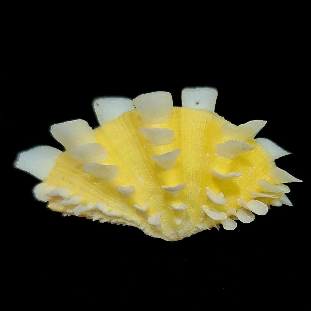 Sea Shell specimen - Tridacna squamosa, f+++ (58mm), Hobbies & Toys ...