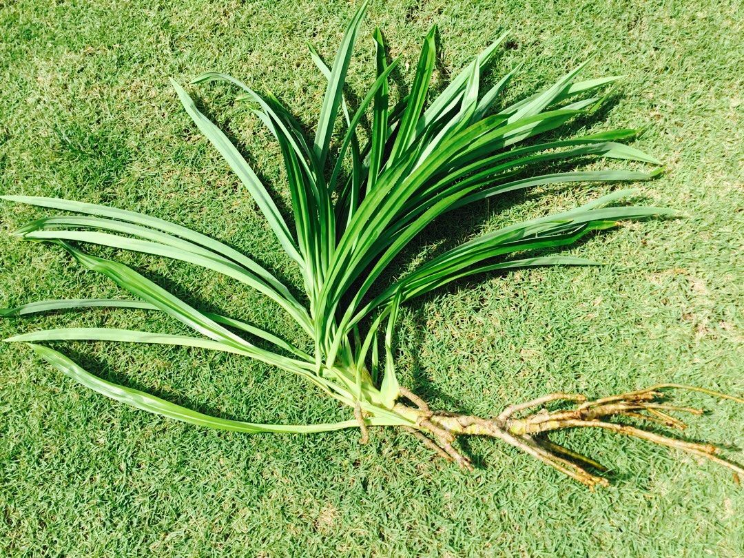 Super Large & 1 Meter Tall Pandan Plant w/ Established Roots, Furniture ...