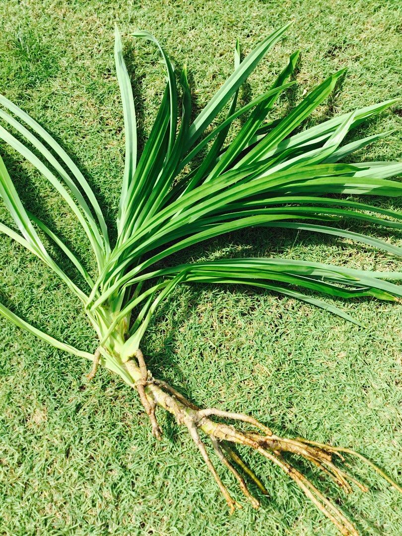 Super Large & 1 Meter Tall Pandan Plant w/ Established Roots, Furniture ...
