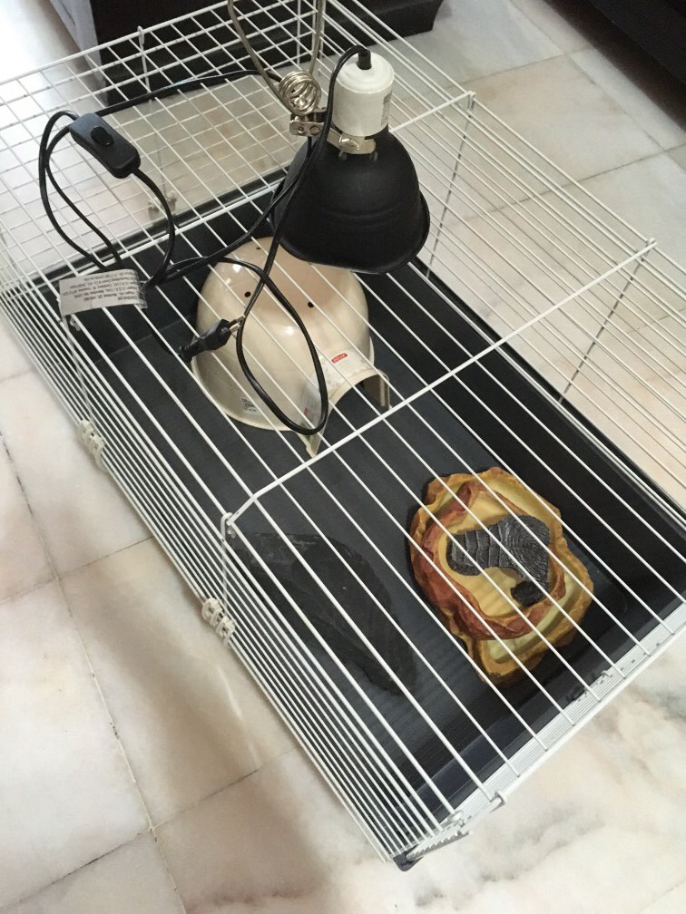 Tortoise Starter Setup / Cage in Set, Pet Supplies, Homes & Other Pet ... Tortoise Starter Setup / Cage in Set, Pet Supplies, Homes & Other Pet ...