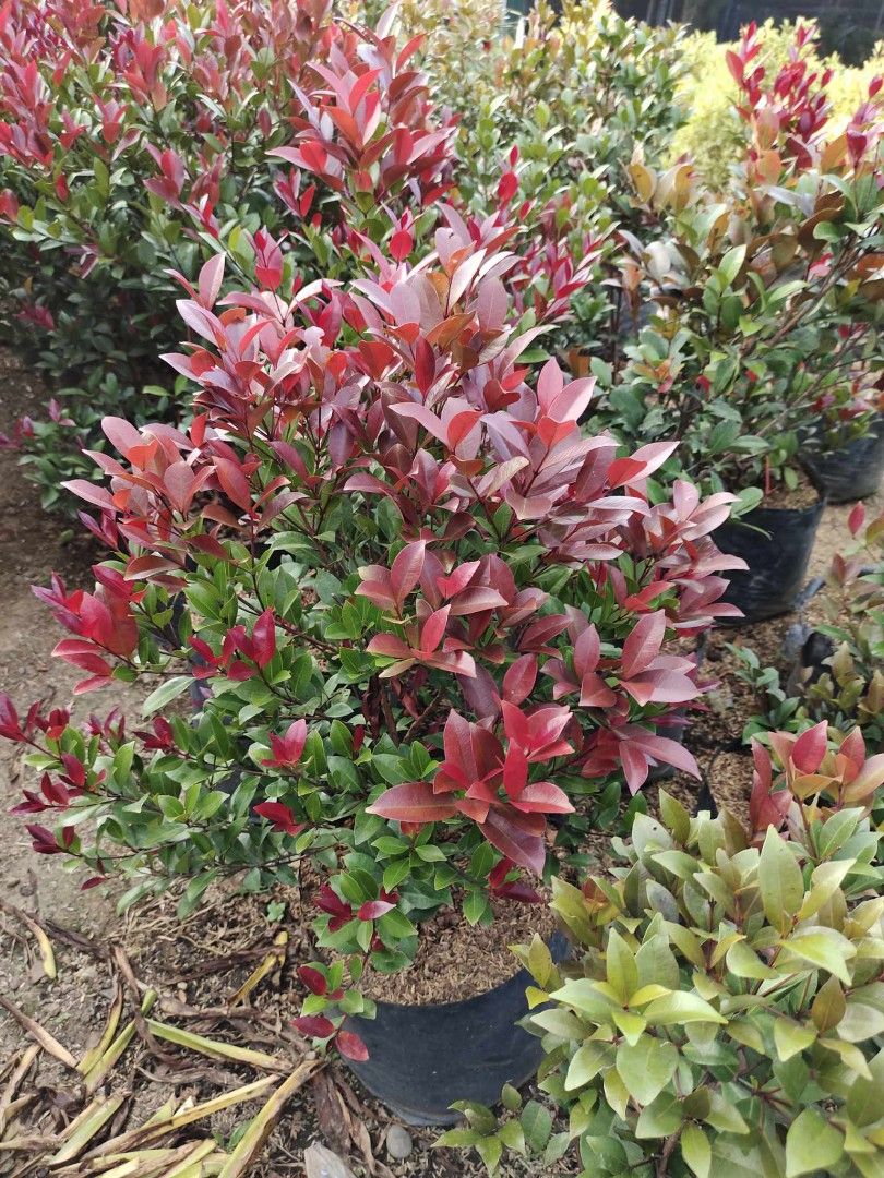 Very red Eugenia and Variegated Eugenia on Carousell