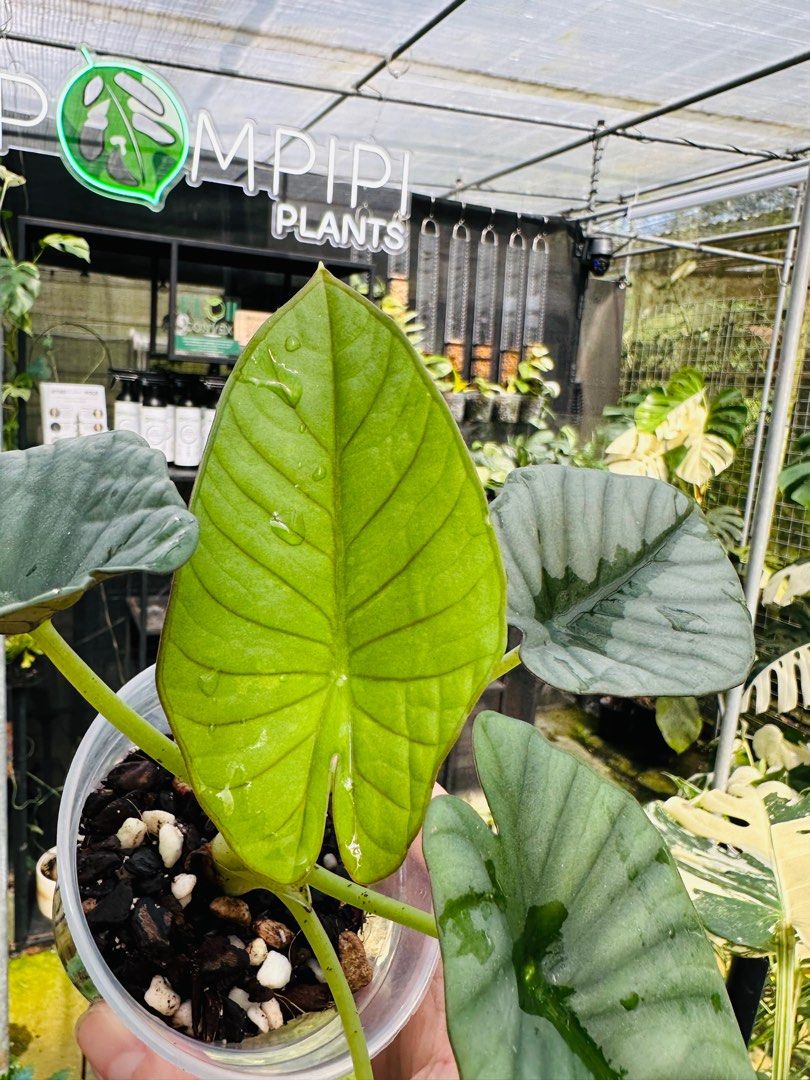 Alocasia Nebula Variegated, Furniture & Home Living, Gardening, Plants ...