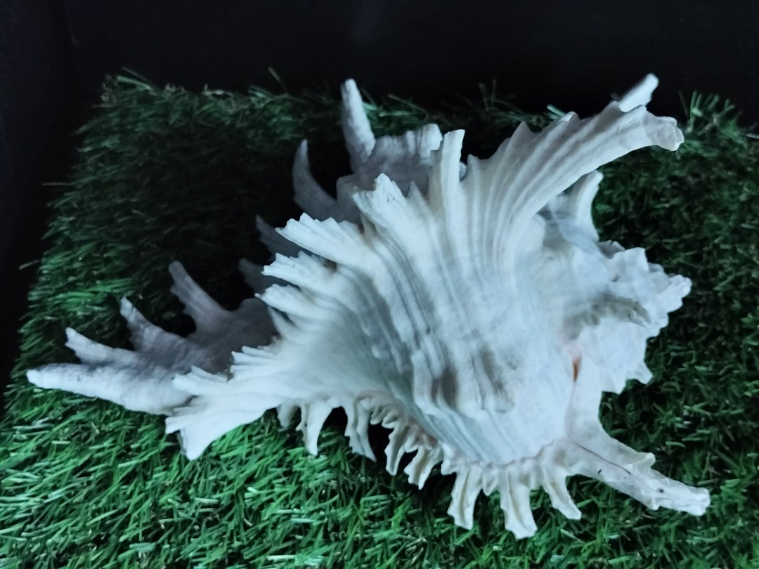 Beautiful Giant Murex White Seashell, Furniture & Home Living, Home ...