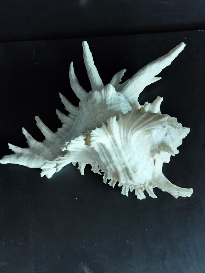 Beautiful Giant Murex White Seashell, Furniture & Home Living, Home ...