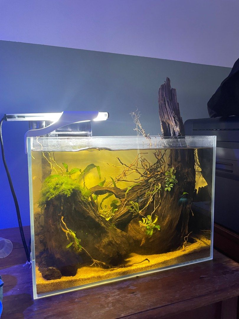 Fish Tank crystal glass 36P, Pet Supplies, Homes & Other Pet ...
