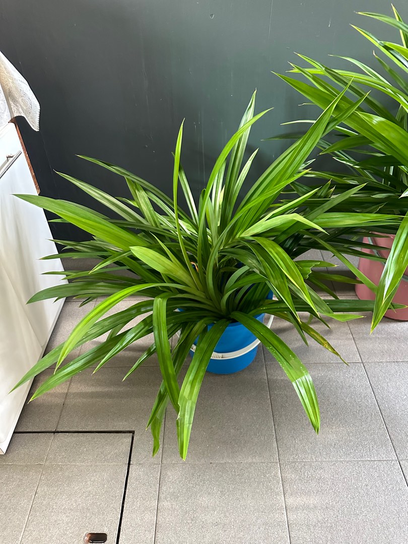 FOC Organic Pandan Plant, Furniture & Home Living, Gardening, Plants ...