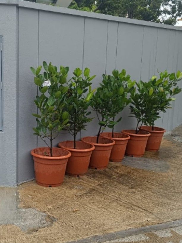 Garcinia subelliptica, happiness or Fukugi tree 福木, Furniture & Home ...