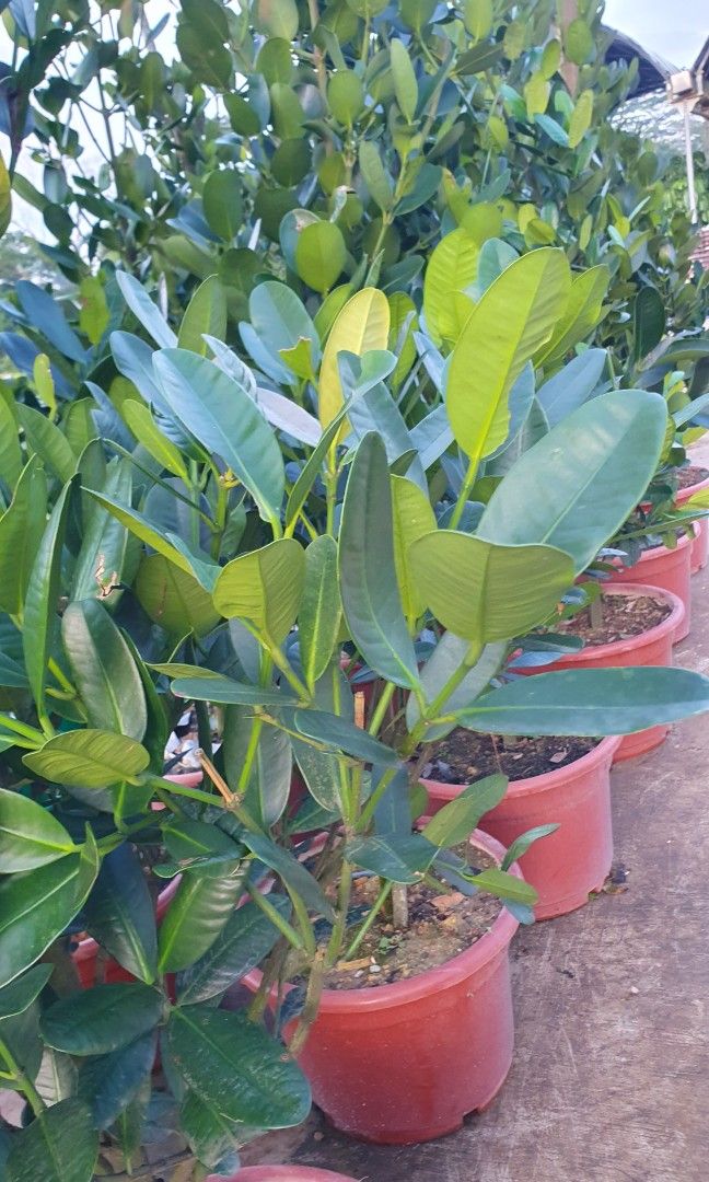 Garcinia subelliptica, happiness or Fukugi tree 福木, Furniture & Home ...