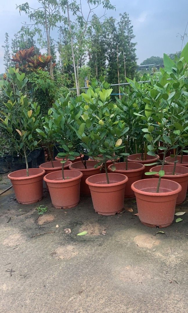 Garcinia subelliptica, happiness or Fukugi tree 福木, Furniture & Home ...