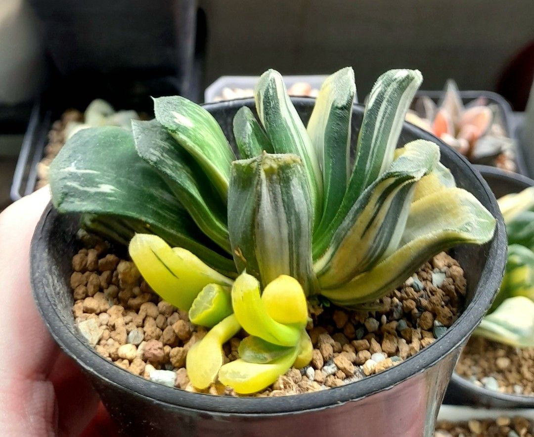 Haworthia "Seiko Nishiki" variegated 9cm pot, Furniture & Home Living ...