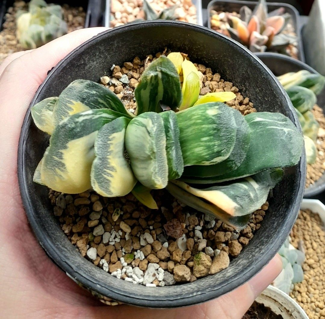 Haworthia "Seiko Nishiki" variegated 9cm pot, Furniture & Home Living ...