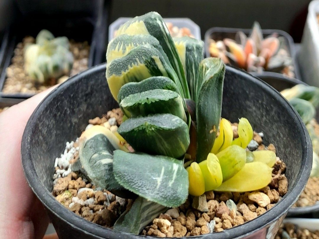 Haworthia "Seiko Nishiki" variegated 9cm pot, Furniture & Home Living ...