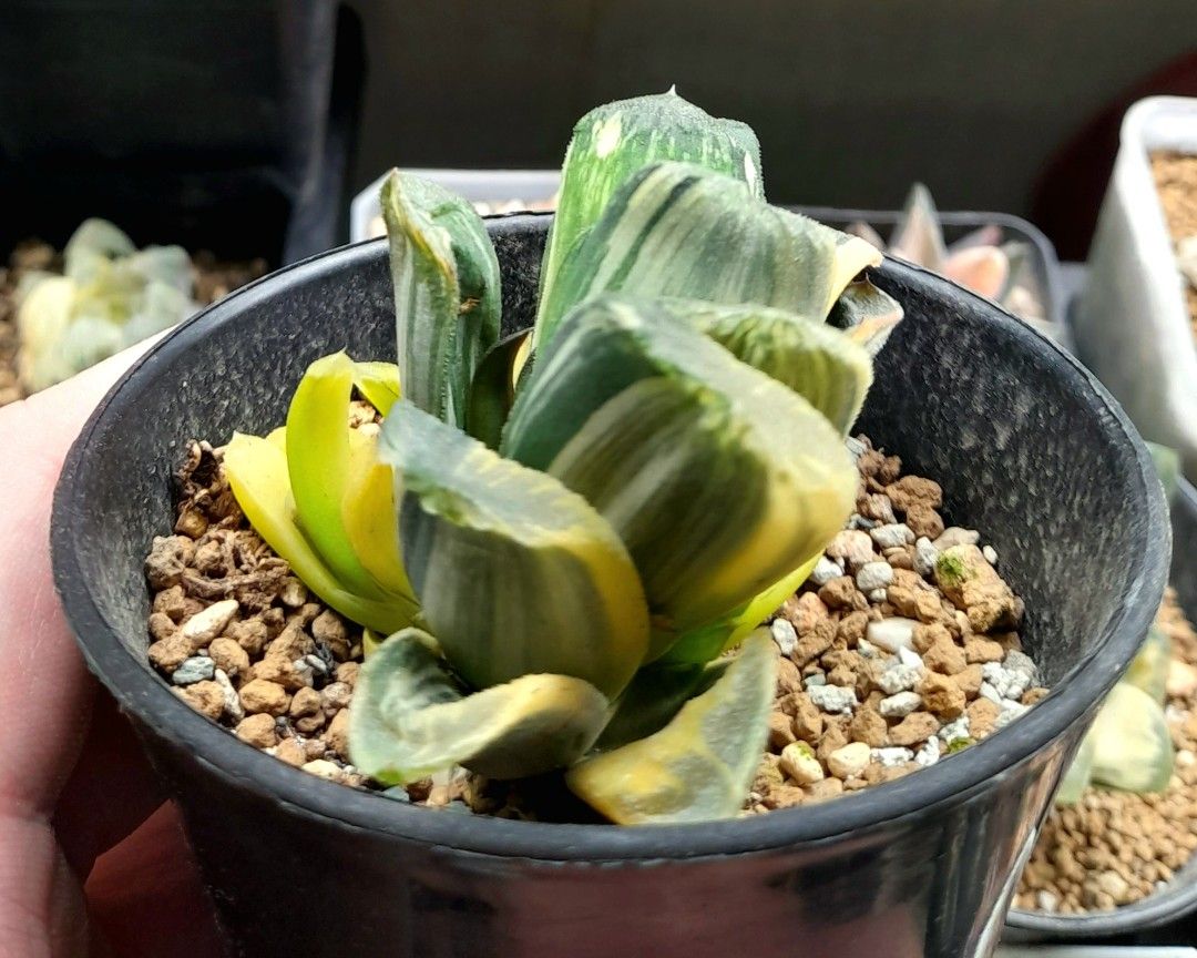 Haworthia "Seiko Nishiki" variegated 9cm pot, Furniture & Home Living ...