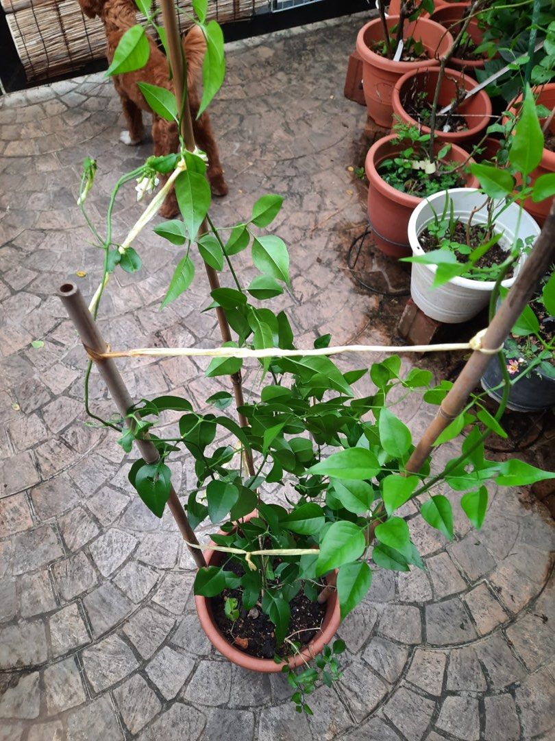Jasmine fluminense /nithya malli, Furniture & Home Living, Gardening ...