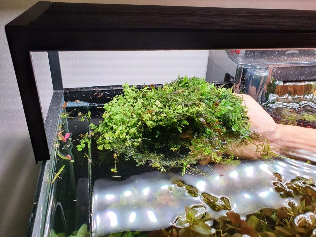 Monte Carlo, Christmas moss and Java fern on diftwood, Pet Supplies ...