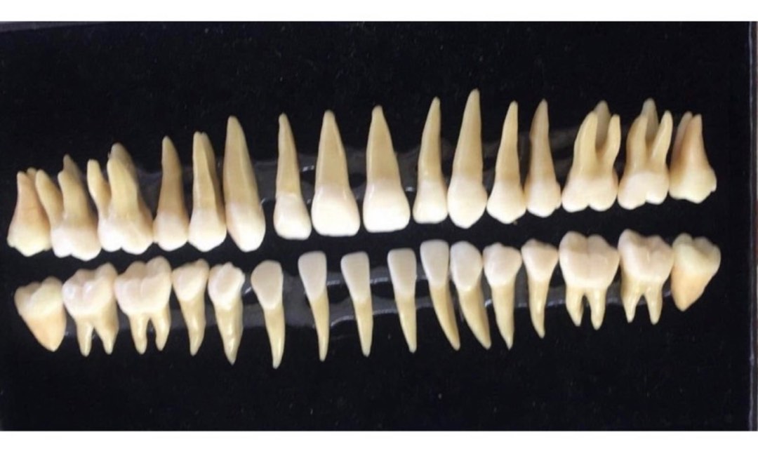 Natural Tooth Set (for Oral Anatomy) on Carousell