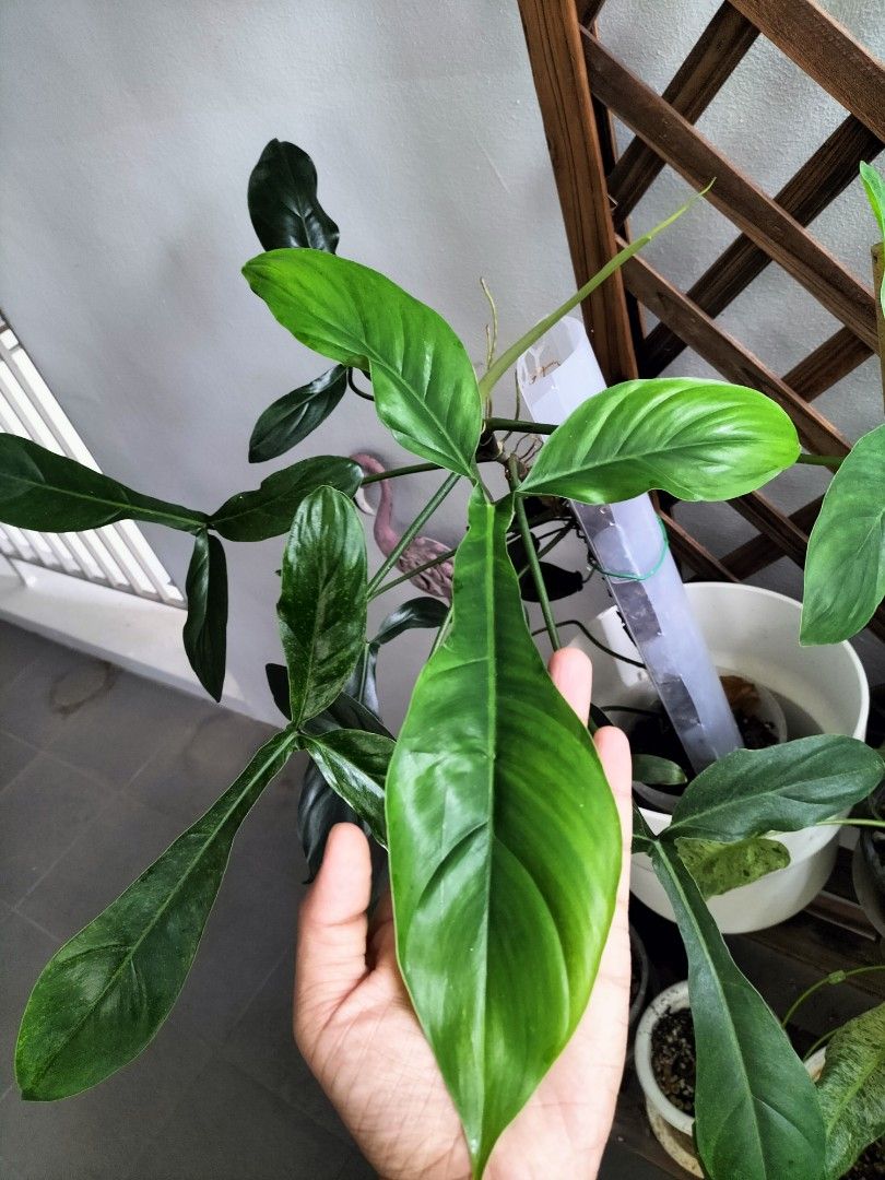 Philodendron 69686, Furniture & Home Living, Gardening, Plants & Seeds ...