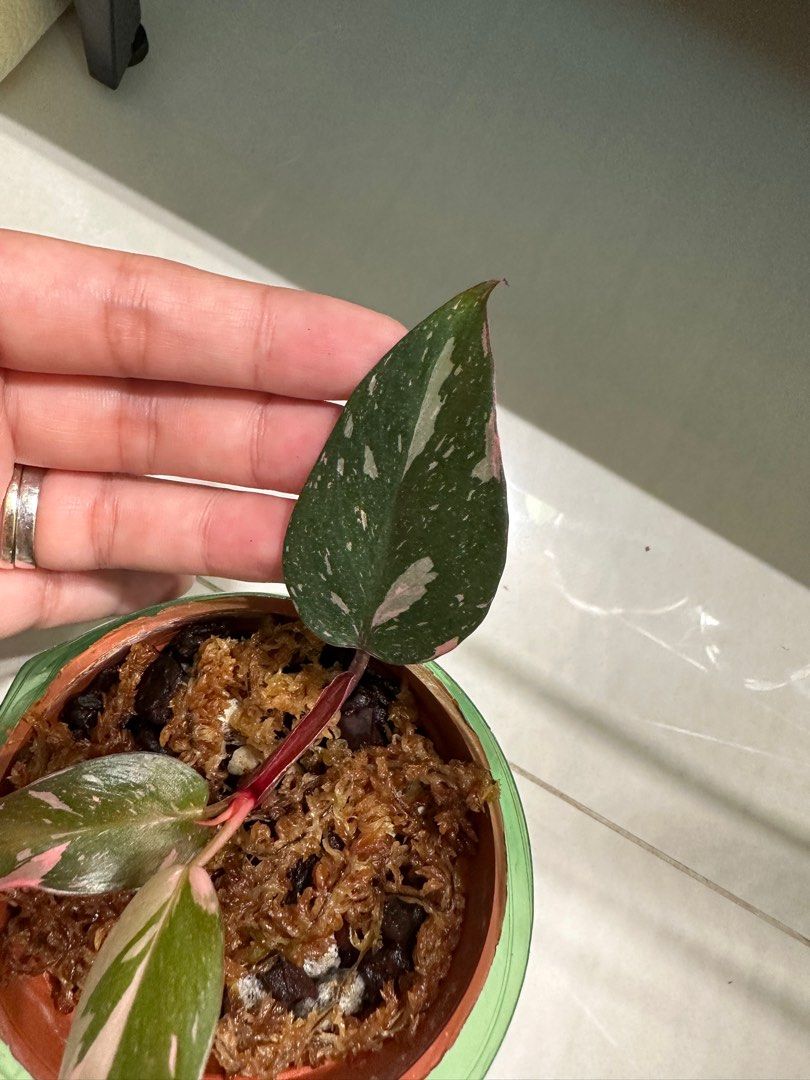 PPP Marble King, Furniture & Home Living, Gardening, Plants & Seeds on ...