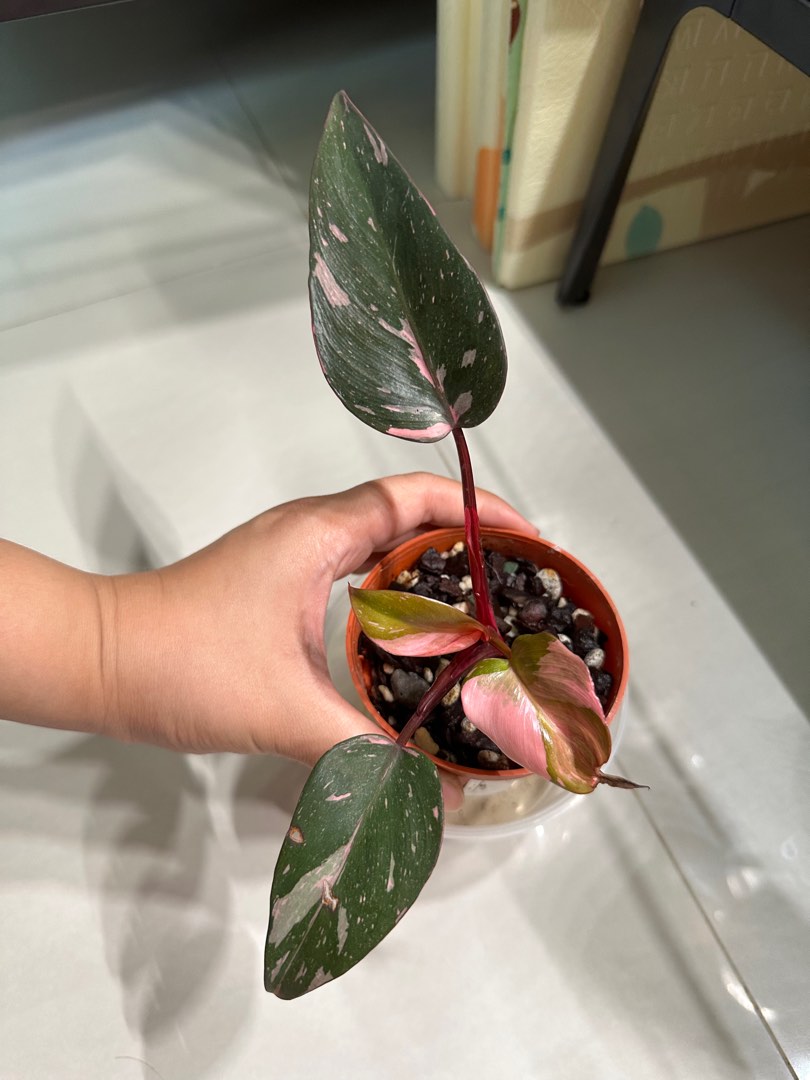 PPP Marble King, Furniture & Home Living, Gardening, Plants & Seeds on ...