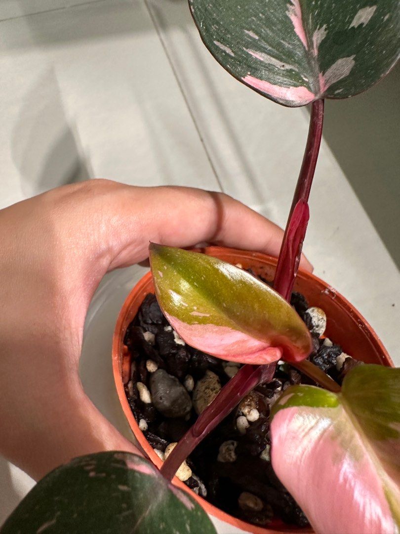 PPP Marble King, Furniture & Home Living, Gardening, Plants & Seeds on ...