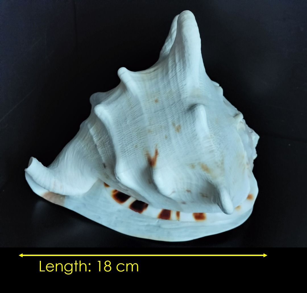 Rare Vintage Beautiful Giant Horned Helmet Seashell , Furniture & Home ...