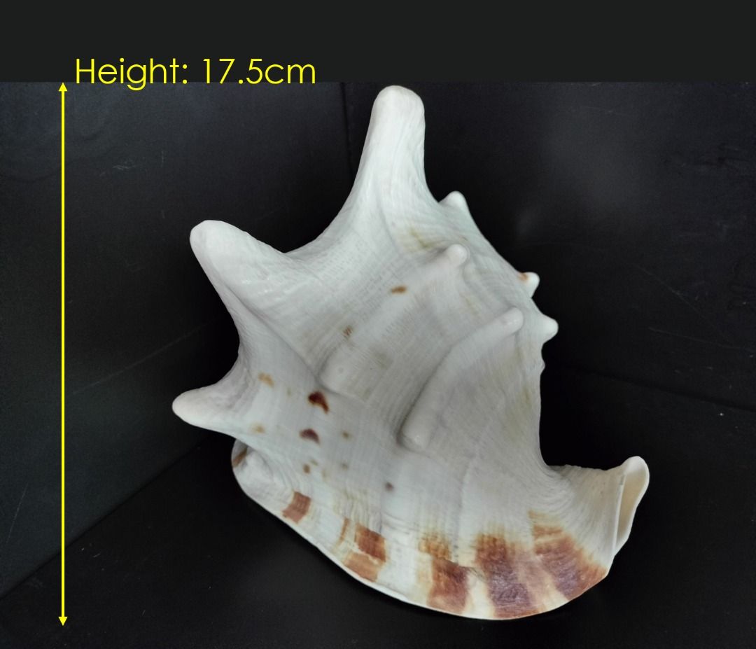 Rare Vintage Beautiful Giant Horned Helmet Seashell , Furniture & Home ...