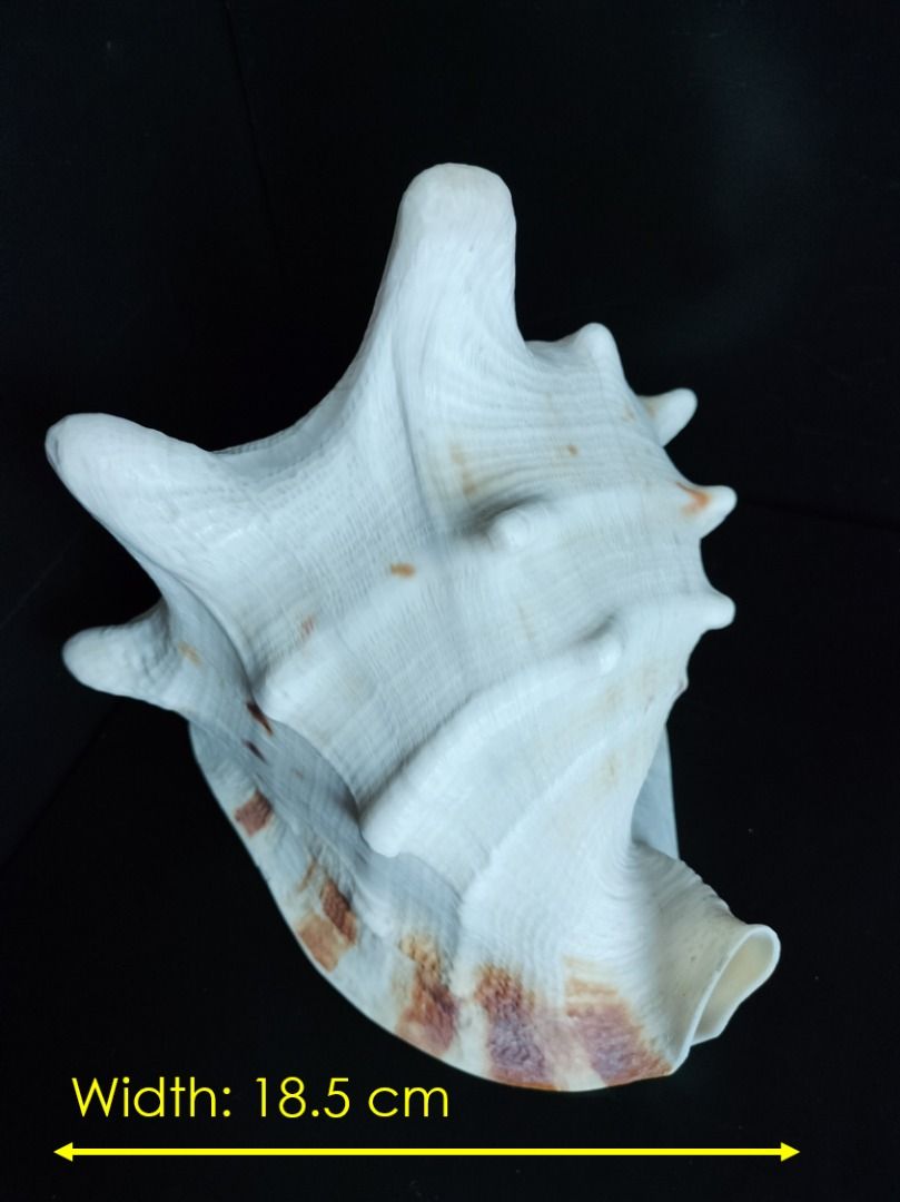 Rare Vintage Beautiful Giant Horned Helmet Seashell , Furniture & Home ...